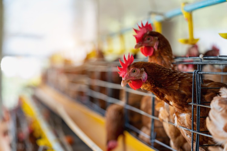 Stop the Spread: Poultry Farm Cleaning Secrets-Shine HOCl