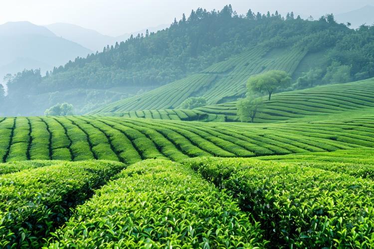 Hypochlorous Acid - The Ultimate Cleaning Solution-Shine HOCl