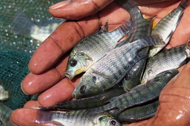 Hypochlorous generators are used in aquaculture-Shine HOCl